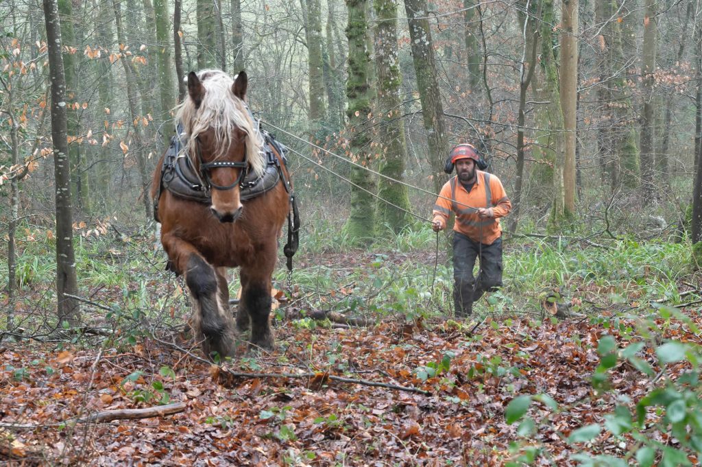 Gallery - British Horse Loggers
