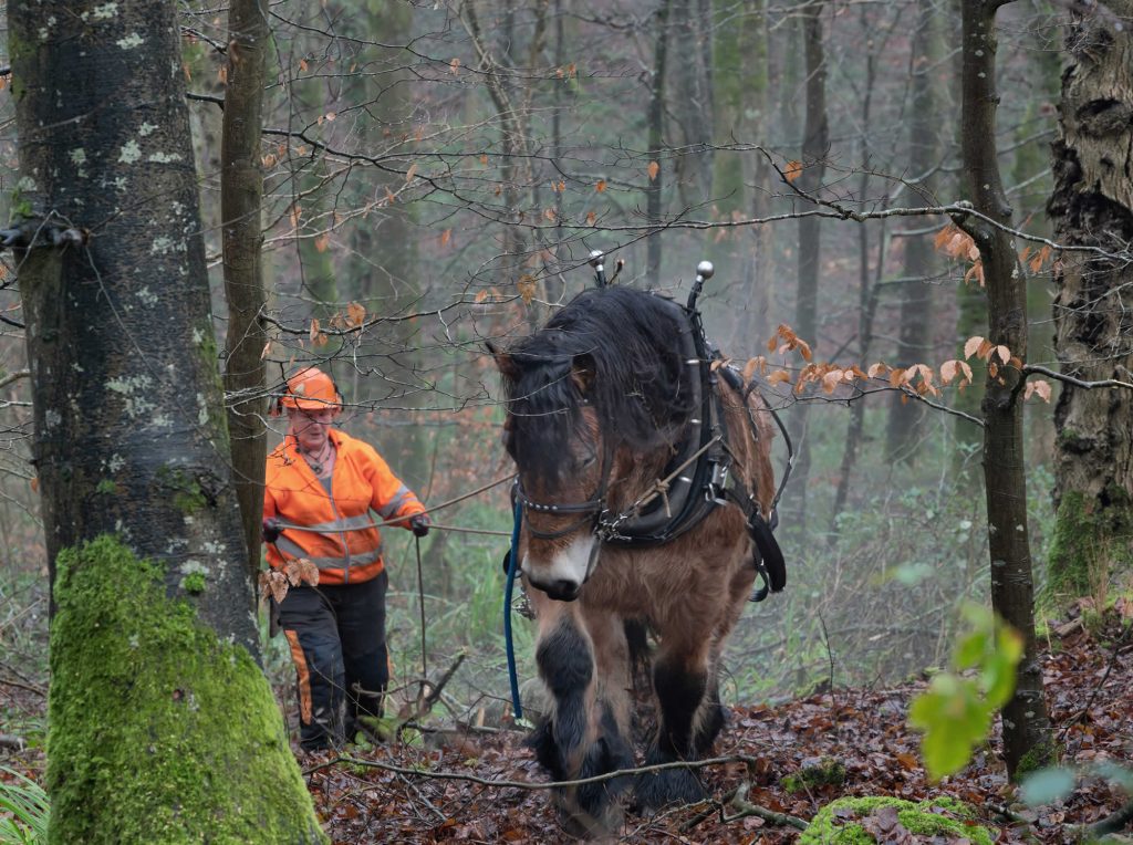 Gallery - British Horse Loggers
