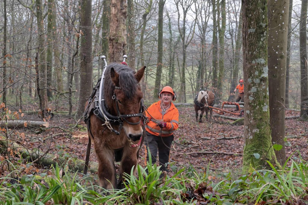 Gallery - British Horse Loggers